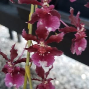 Onc. Sharry Baby RED FANTASY Frangrance Live Plant 3.5" Pot. Great ...