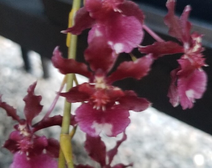 Onc. Sharry Baby RED FANTASY Frangrance Live Plant 3.5" Pot. Great ...