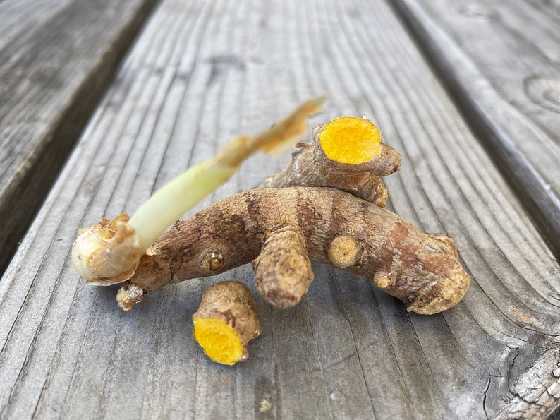 Variety Turmeric Roots (rhizomes) Pack - Indira Yellow, BLACK Turmeric ...