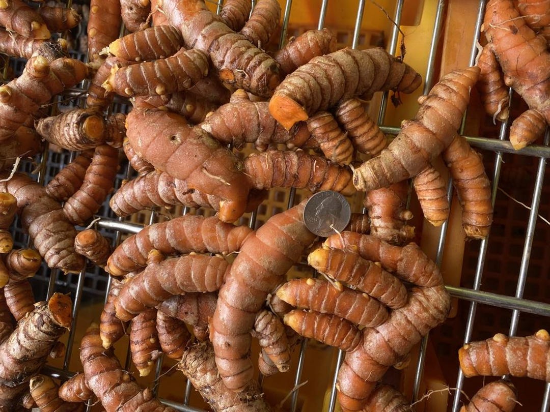 Hawaiian Red Turmeric Roots (rhizomes). Hawaii Grown. Ohana (means ...