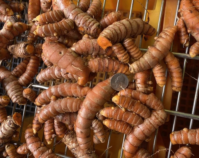 Hawaiian Red Turmeric Roots (rhizomes). Hawaii Grown. Ohana (means ...