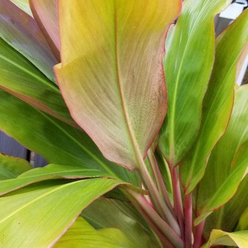 Ti Plant - Etsy