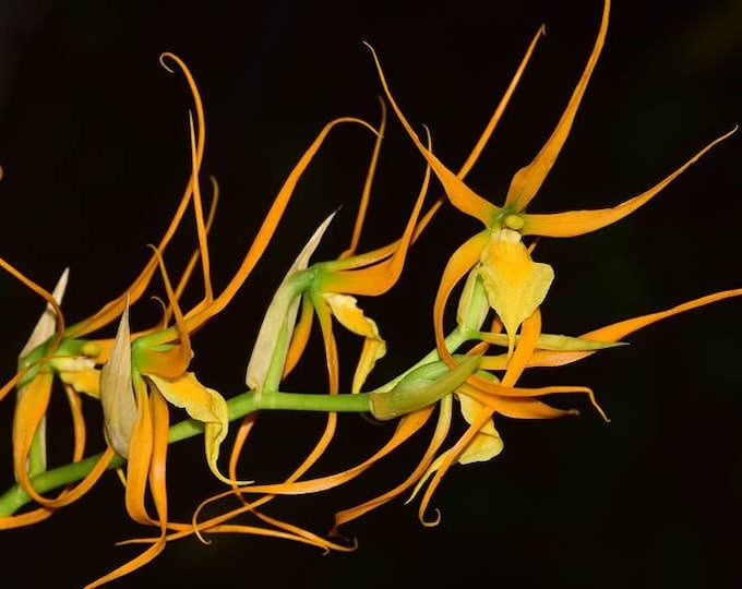 Brassia Daddy Long Legs ‘fred Schwartz’ Orchid Plant...... 50 Shades of ...