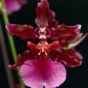 Onc. Sharry Baby RED FANTASY Frangrance Live Plant 3.5" Pot. Great ...