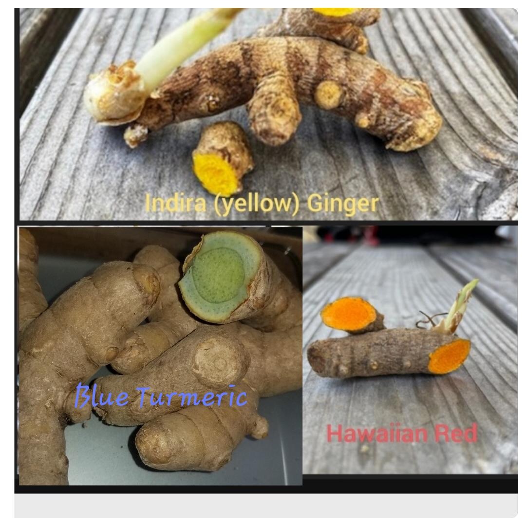 Variety Turmeric Roots (rhizomes) Pack, in Demand (seasonal) - Indira ...
