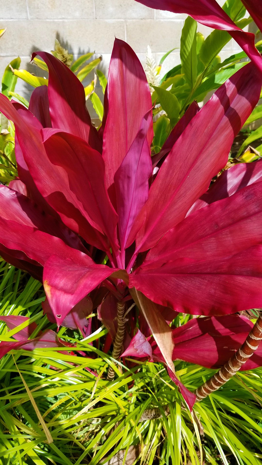 Hawaii's RED Ti Leaf, Cordyline Fruticosa. Vibrant Red Ti Leaf That ...