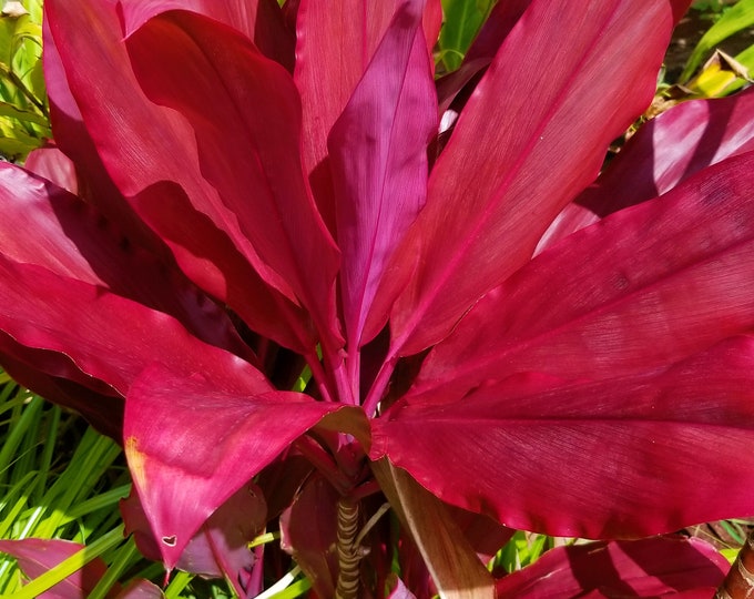 Hawaii's RED Ti Leaf, Cordyline Fruticosa. Vibrant Red Ti Leaf That ...