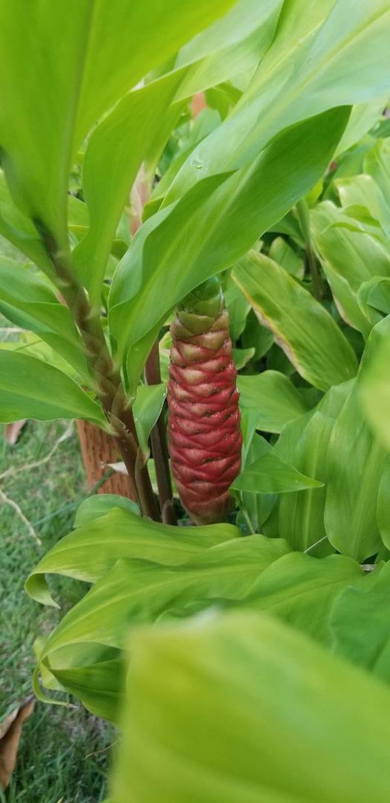 Awapuhi Ginger RHIZOMES (roots), Hawaii Grown Shampoo Ginger (zingiber ...