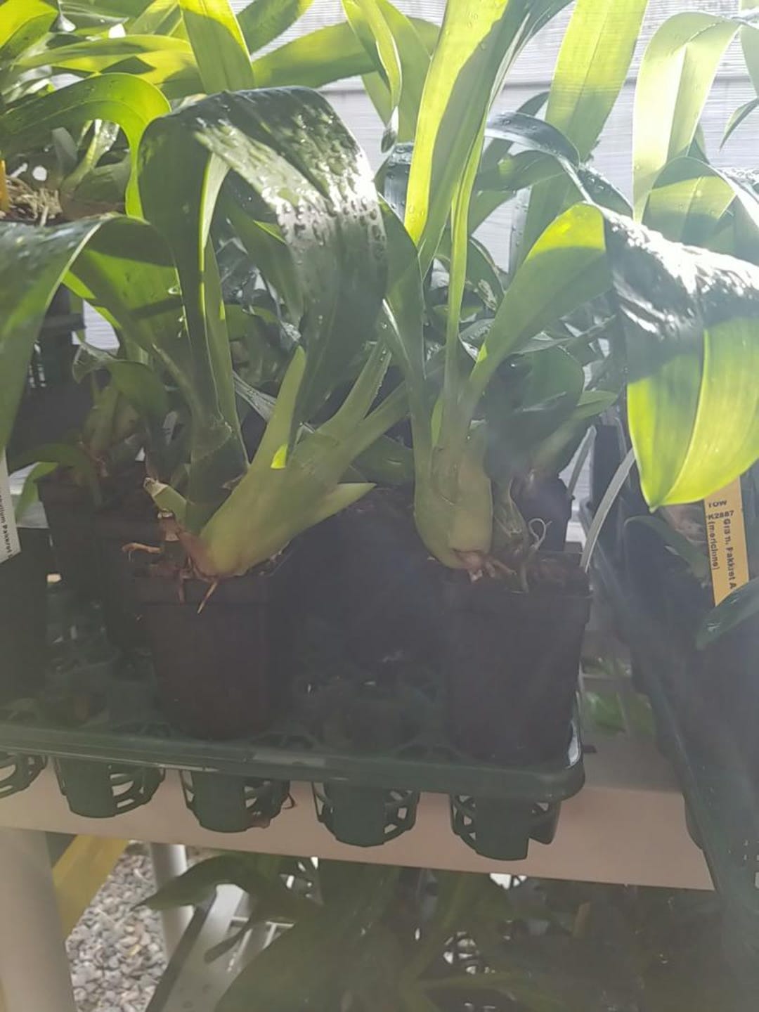 Gram Lazarus MOCHA ( Mericlone). Flower is Green With Mocha Solid Color ...
