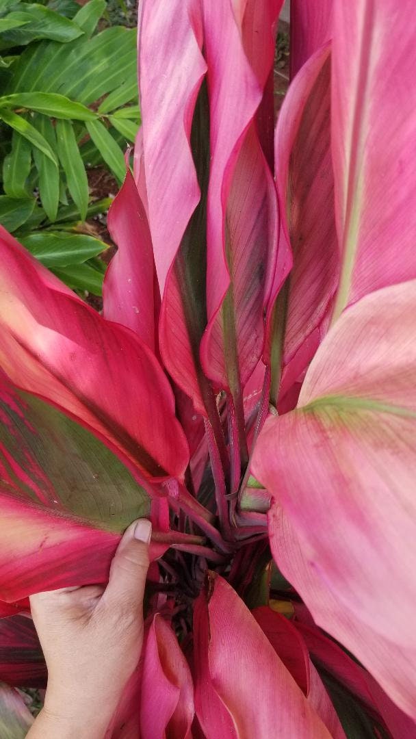 Hawaii's Colorful Multi Variegated #1 KAUI Ti Leaf PLANT, Cordyline ...