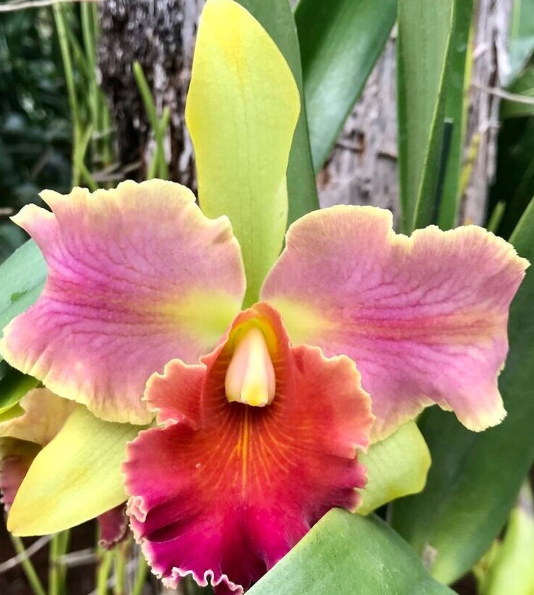 Rlc. Siam Delight X Rlc. Amazing Thailand. Great Addition to - Etsy