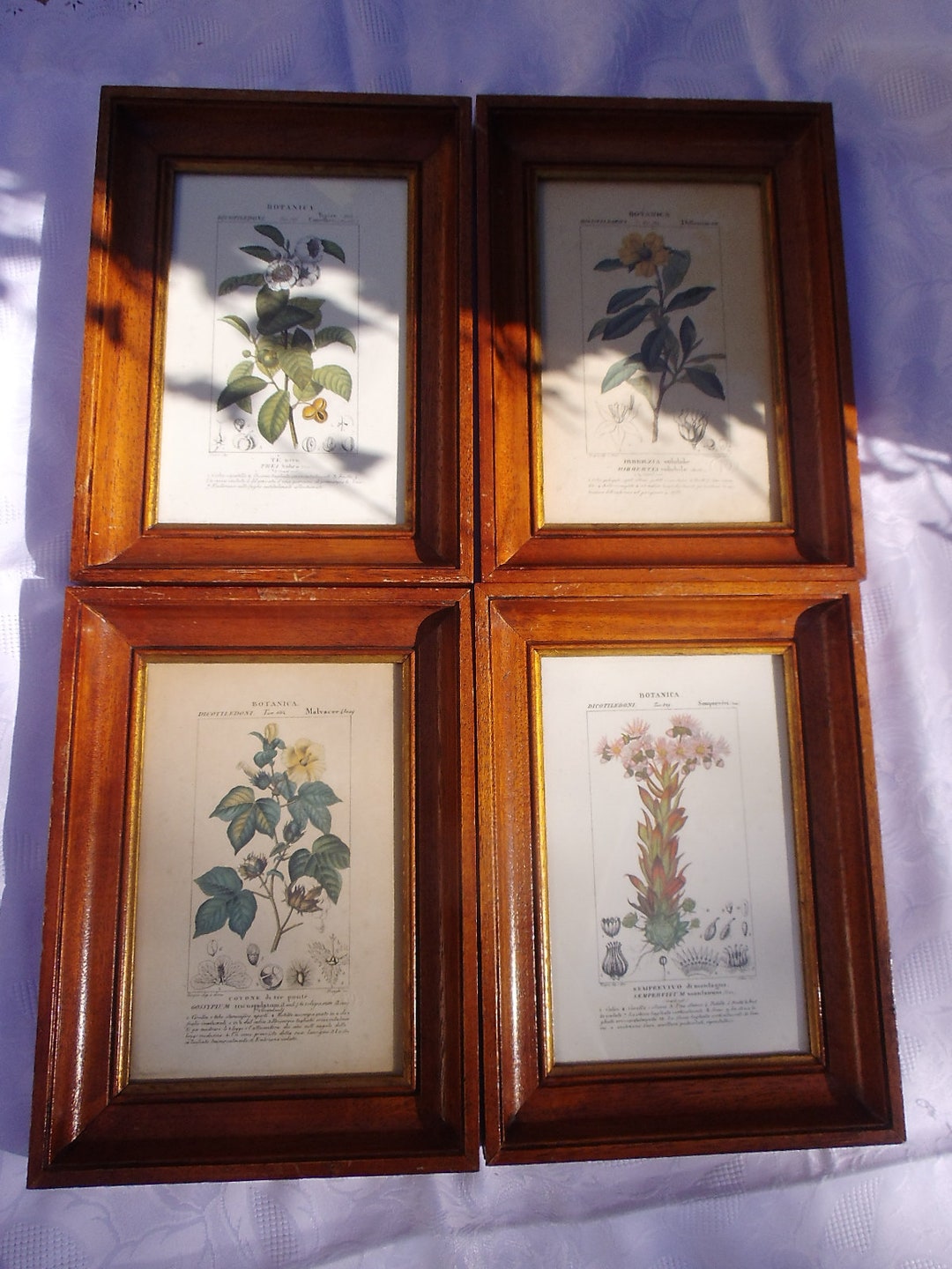 4 Colored Botanical Prints Flower Prints Botany Wall Pictures Flower ...