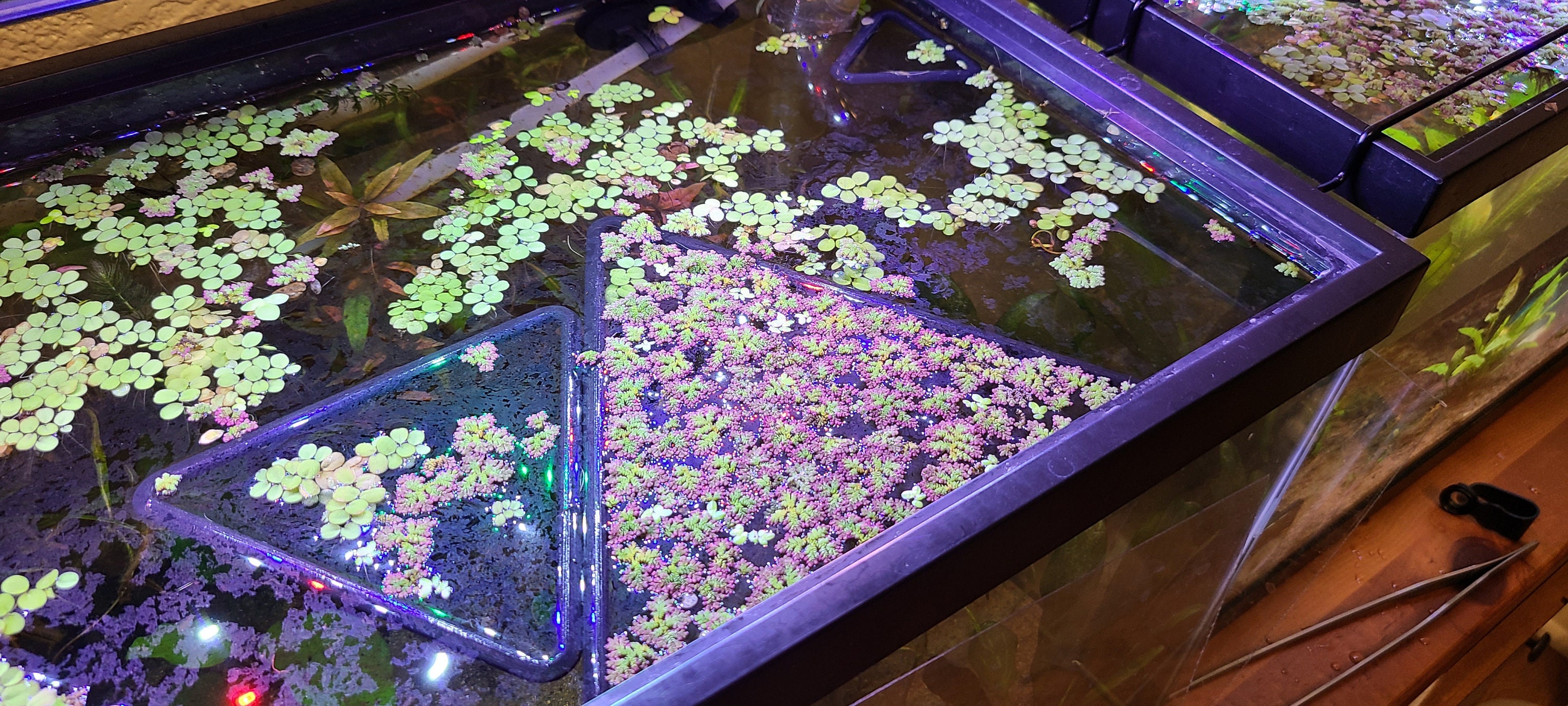 Aquarium Floating Plant Corral Including Rigid Plastic | Etsy UK