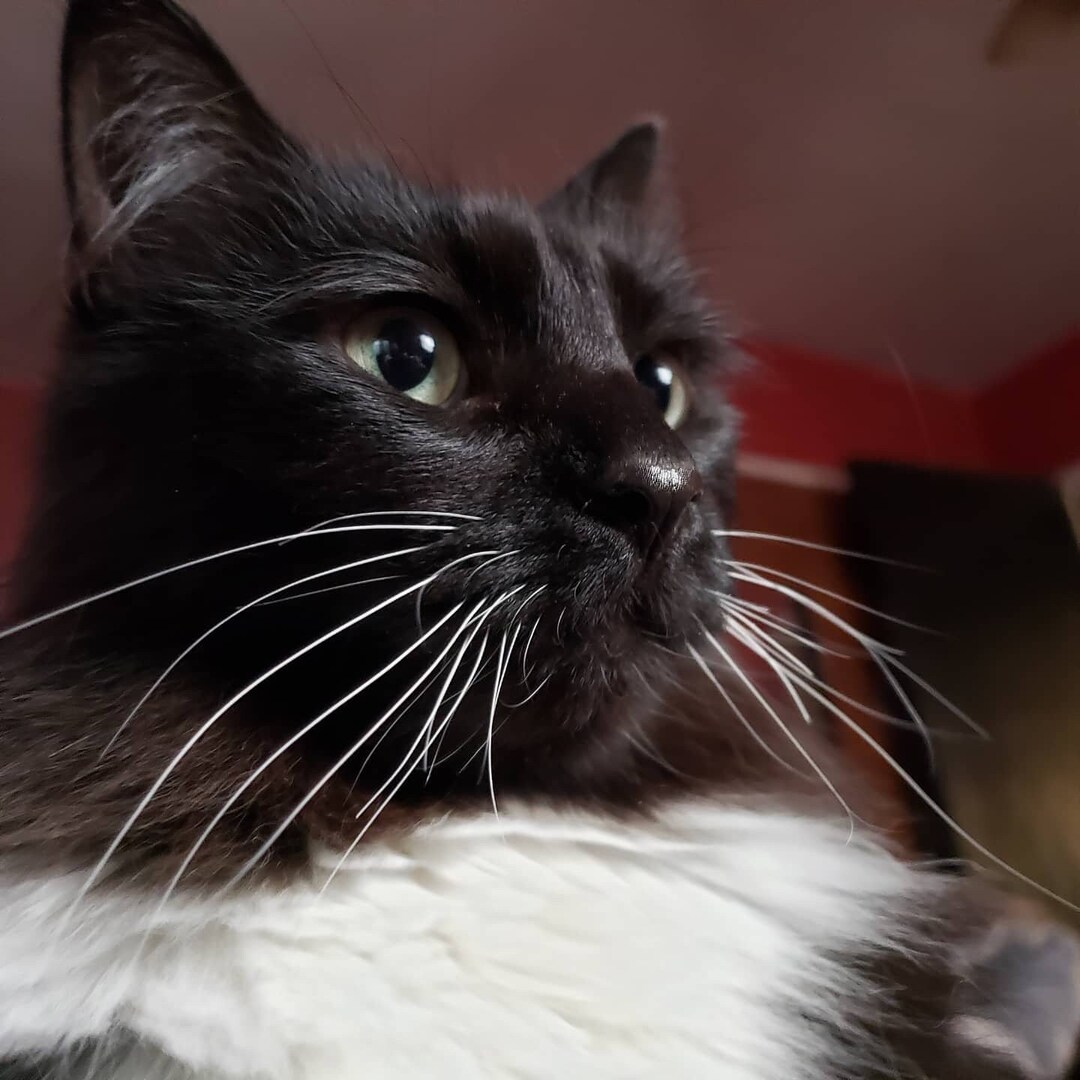 Mina Moo Perfume Oil 8.5 Ml Gothic Apothecary Blend - Etsy