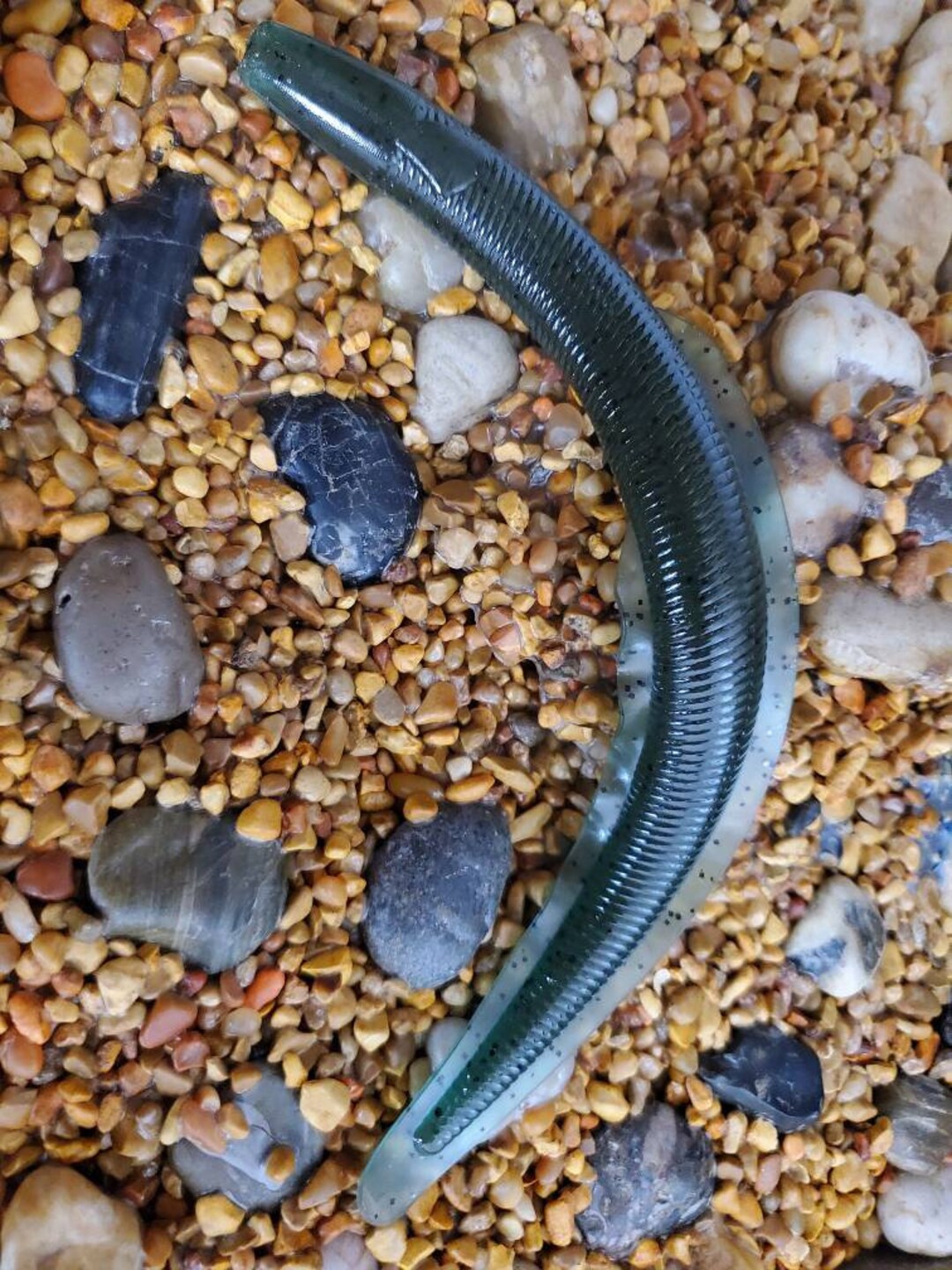 9" EEL (color Series One) - Etsy