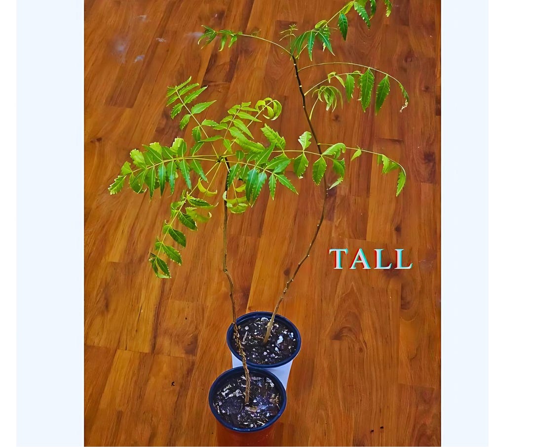 Tall Neem Tree (azadirachta Indica), Tall Size (18.5" to 26.5"). Cannot ...