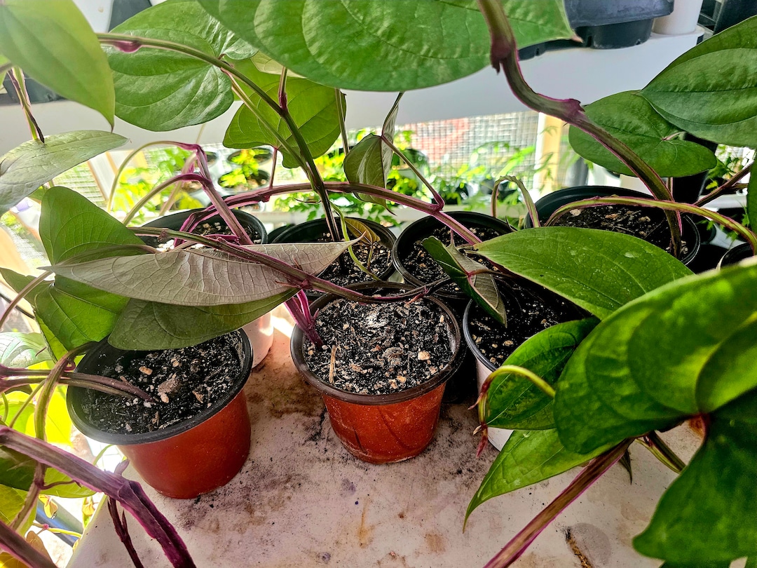 Live UBE Plant, Purple Yam, Native to Southeast Asia and the ...