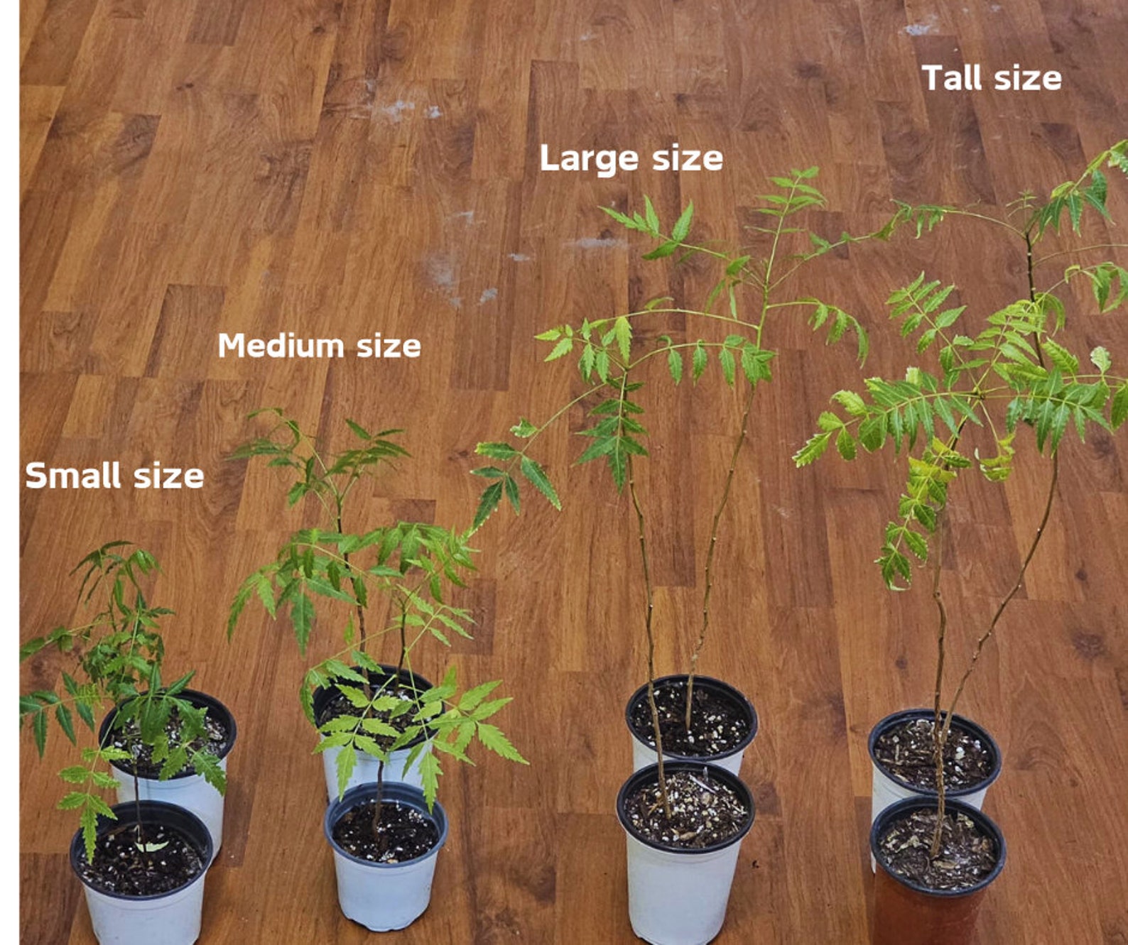 NEEM TREE (LARGE)- (azadirachta Indica) - Village Pharmacy, (18.5"-21 ...