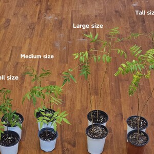 NEEM TREE (MEDIUM)- (azadirachta Indica) - Village Pharmacy - Etsy