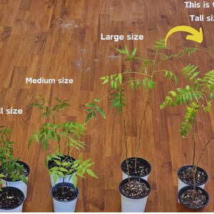 NEEM TREE (TALL)- (azadirachta Indica) - Village Pharmacy - (21.5"-27 ...