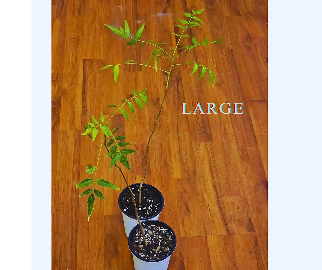 NEEM TREE (LARGE)- (azadirachta Indica) - Village Pharmacy, (18.5"-21 ...