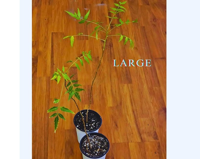 Neem Tree (2 Ft Tall))no Ship CA and AZ - Etsy