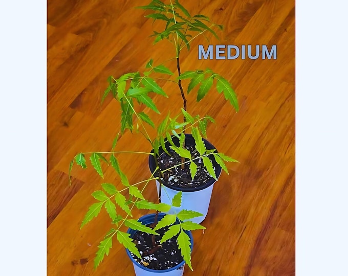 Beal Patra Plant Bilva Plant Bel Patra Organic Live One Seedling ...