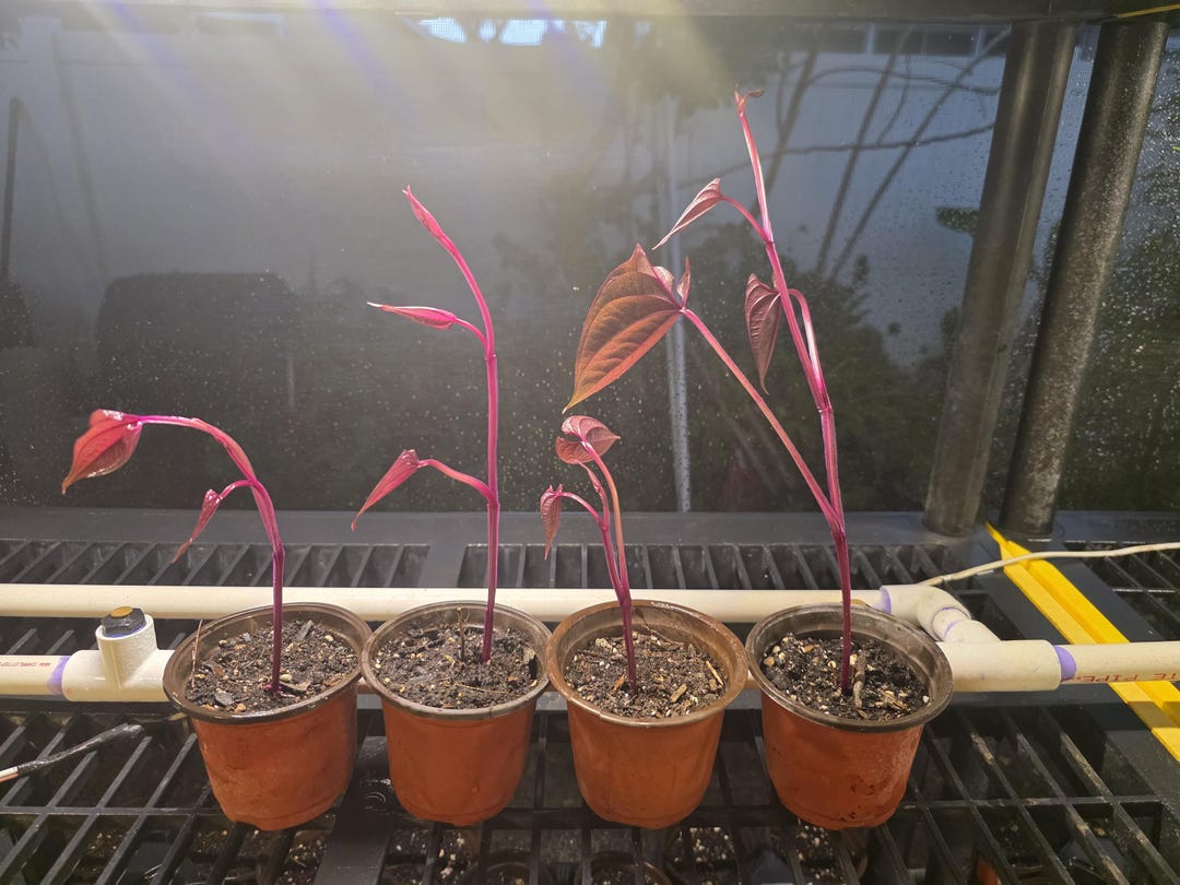 LIVE UBE PLANT: Purple Yam (dioscorea Alata) - Etsy