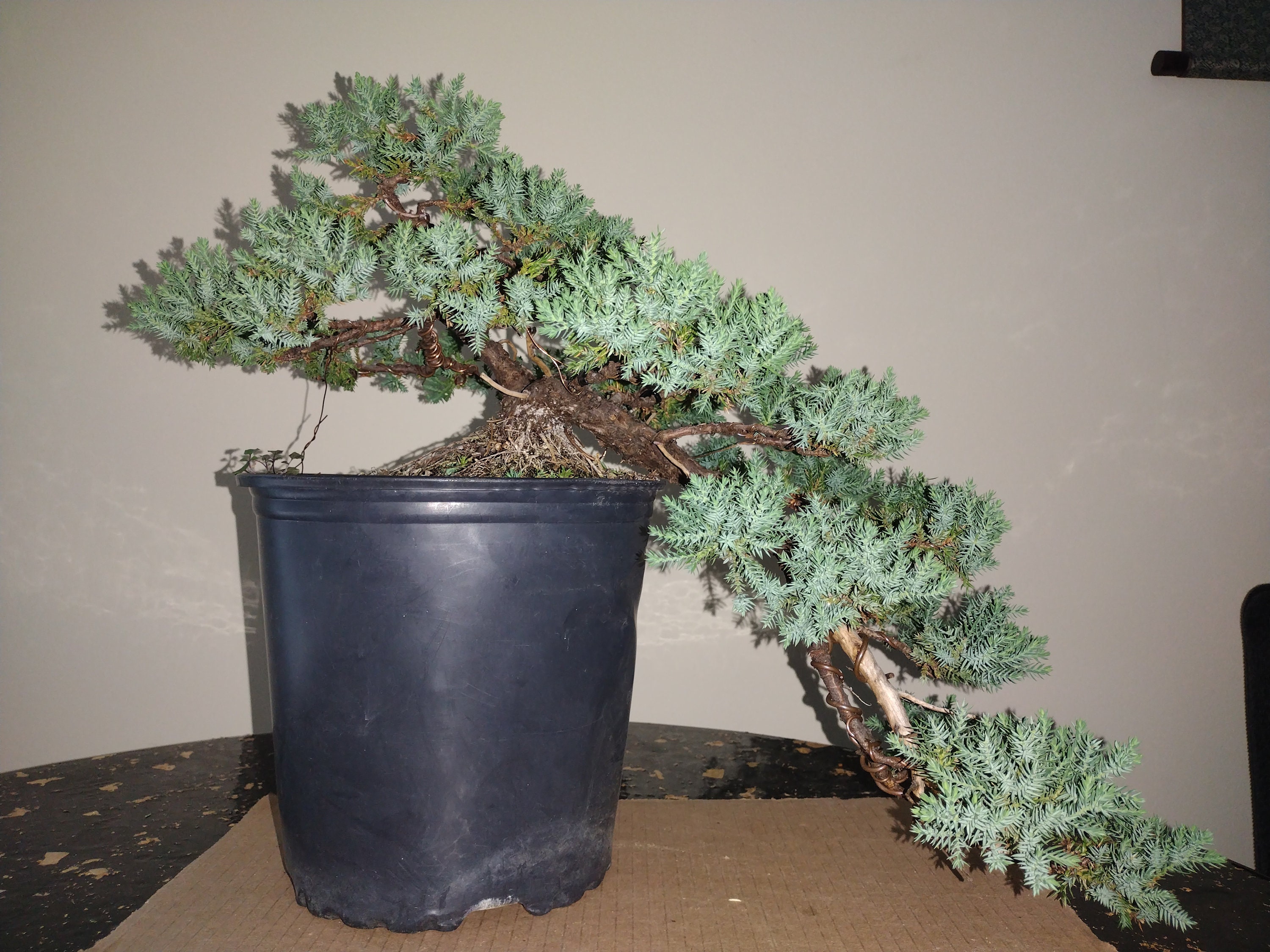 Juniperus Squamata Bonsai