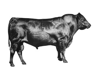 Cattle Sticker Decal E294 Angus Farmer Ranch Herford Cow - Etsy