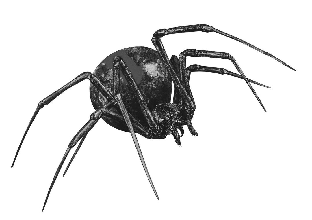 Hand Drawn Redback Spider Removable Fabric Wall Decal - Etsy