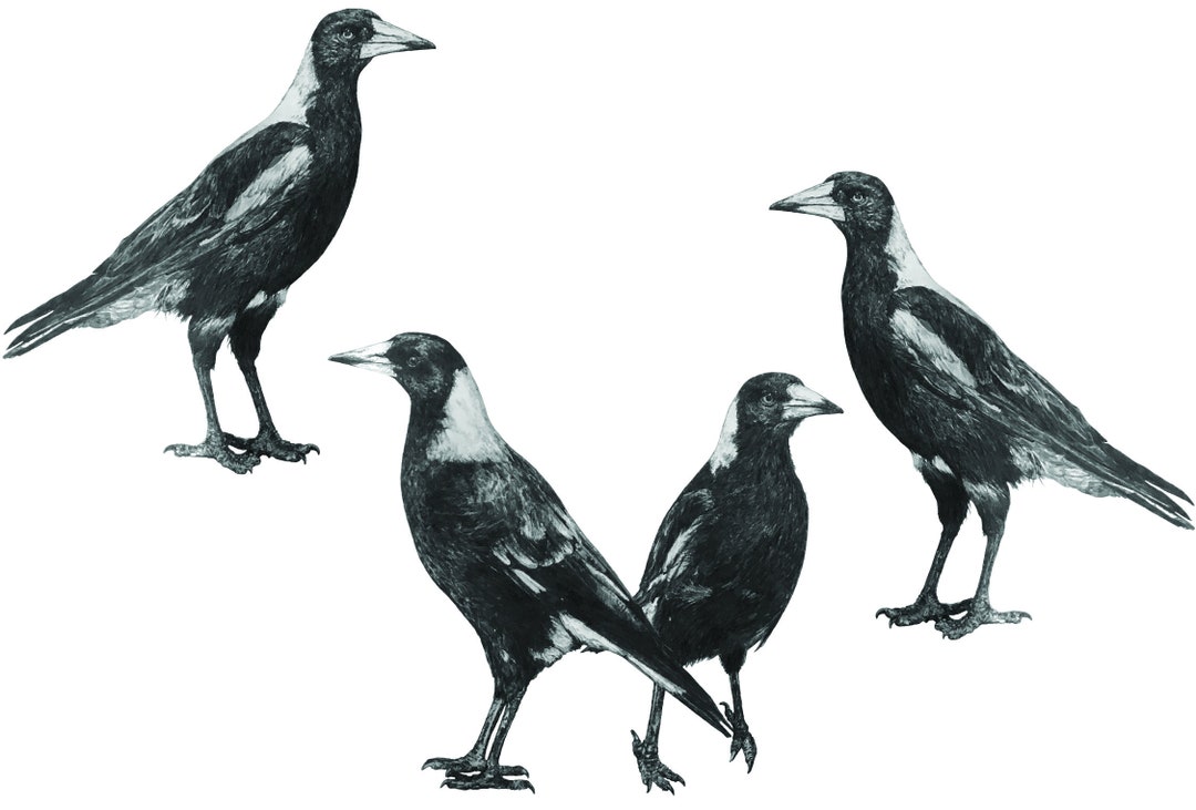 Hand Drawn Magpie Set Removable Fabric Wall Decal - Etsy