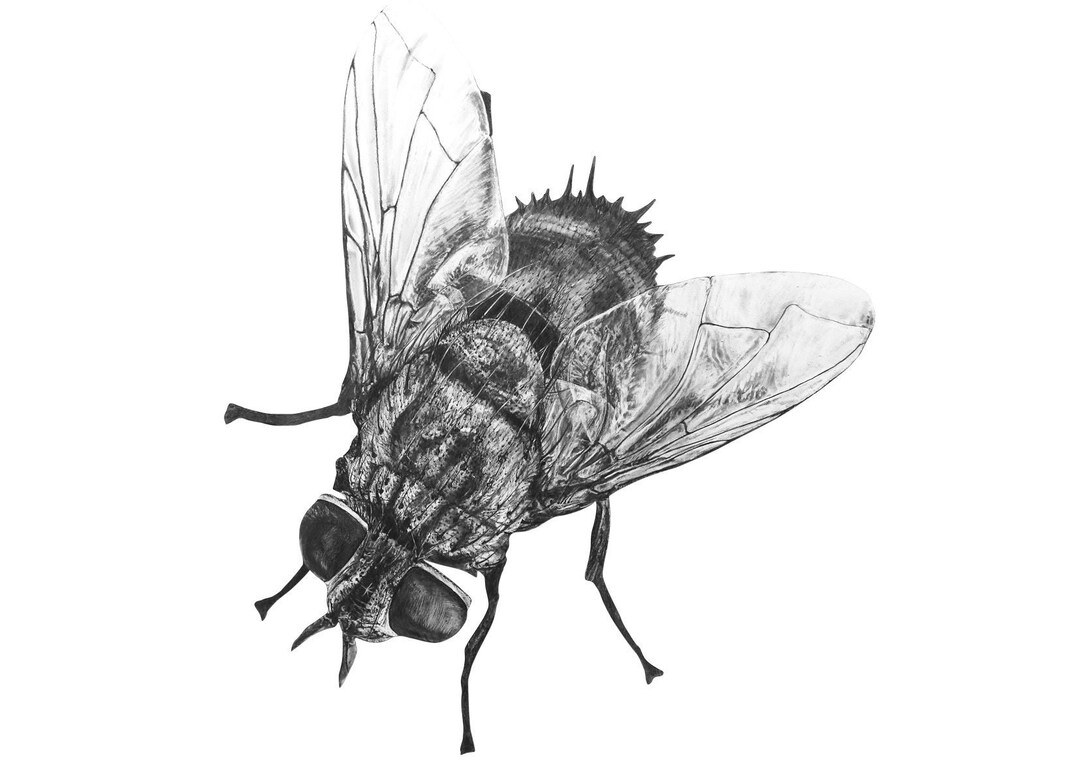 Hand Drawn Blowfly Removable Fabric Wall Decal - Etsy