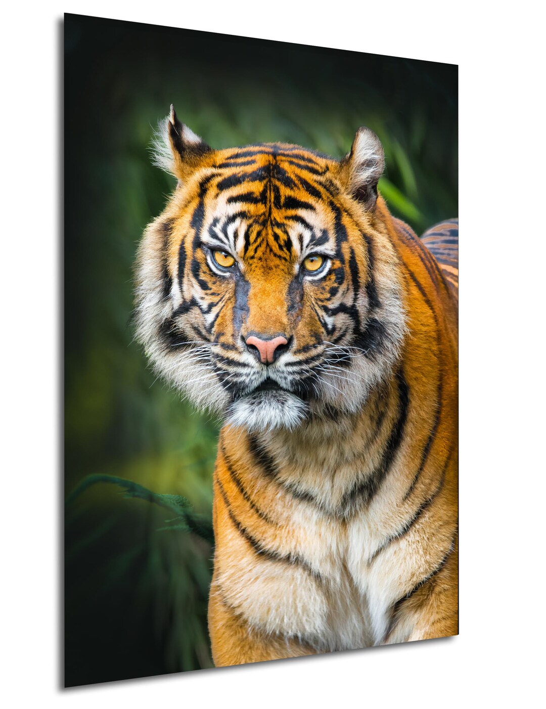 Bengal Tiger Photo Print: Exotic Wildlife Wall Art, Asia - Etsy