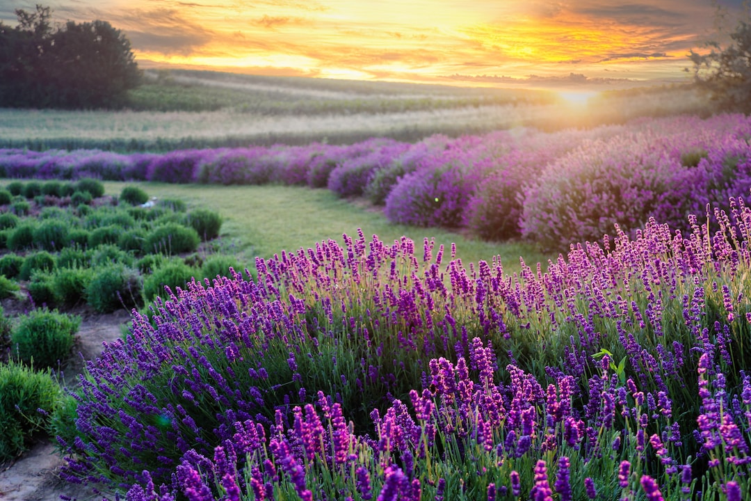 Lavender Field Sunrise Canvas Print: France Landscape Photography - Etsy
