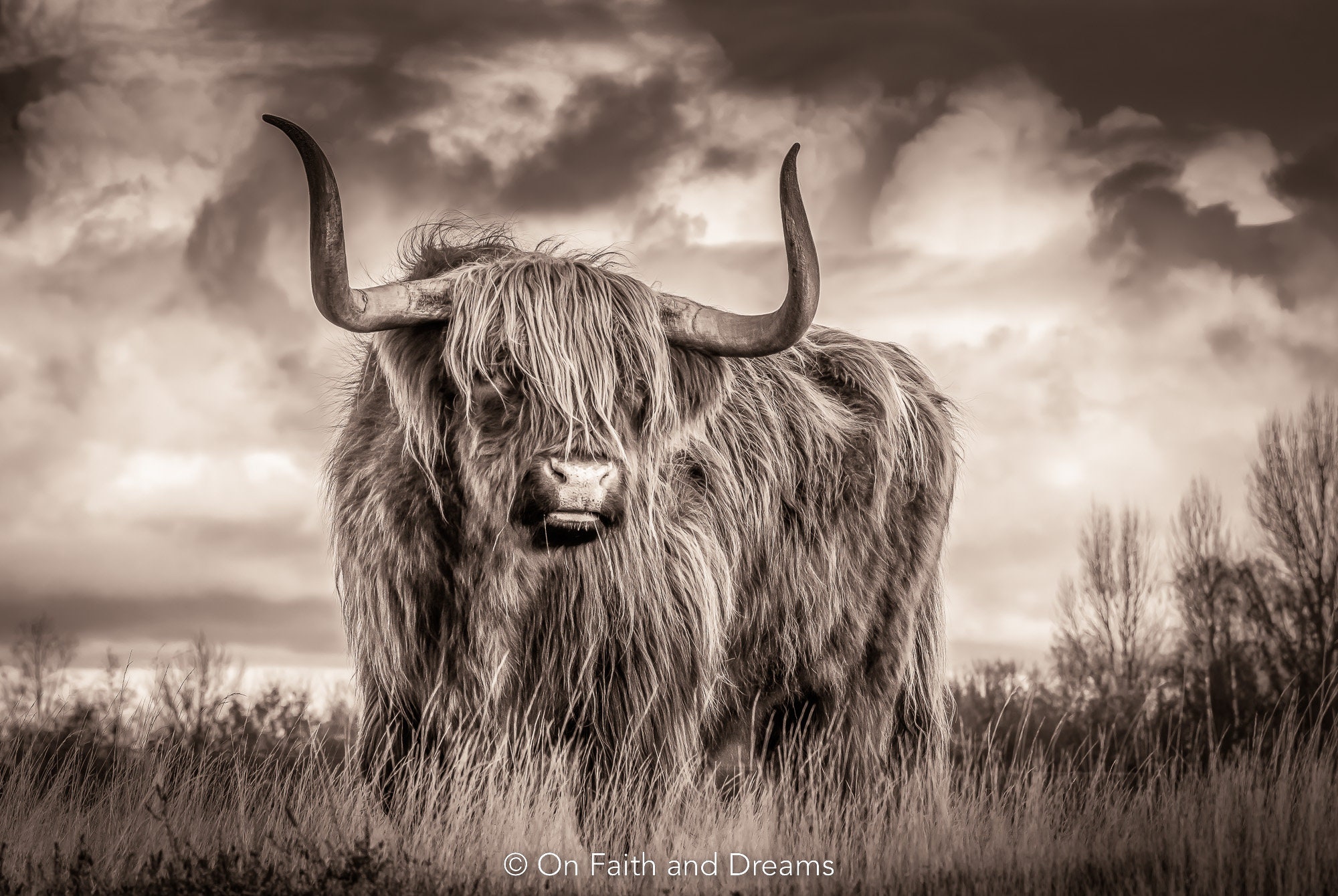 Highland Cow Canvas, Highland Cow Sepia Print, Scottish Cow Photo ...