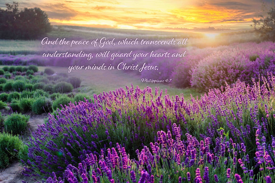 Philippians 4:7, Inspirational Canvas Wall Art Prints, Lavender Fields ...