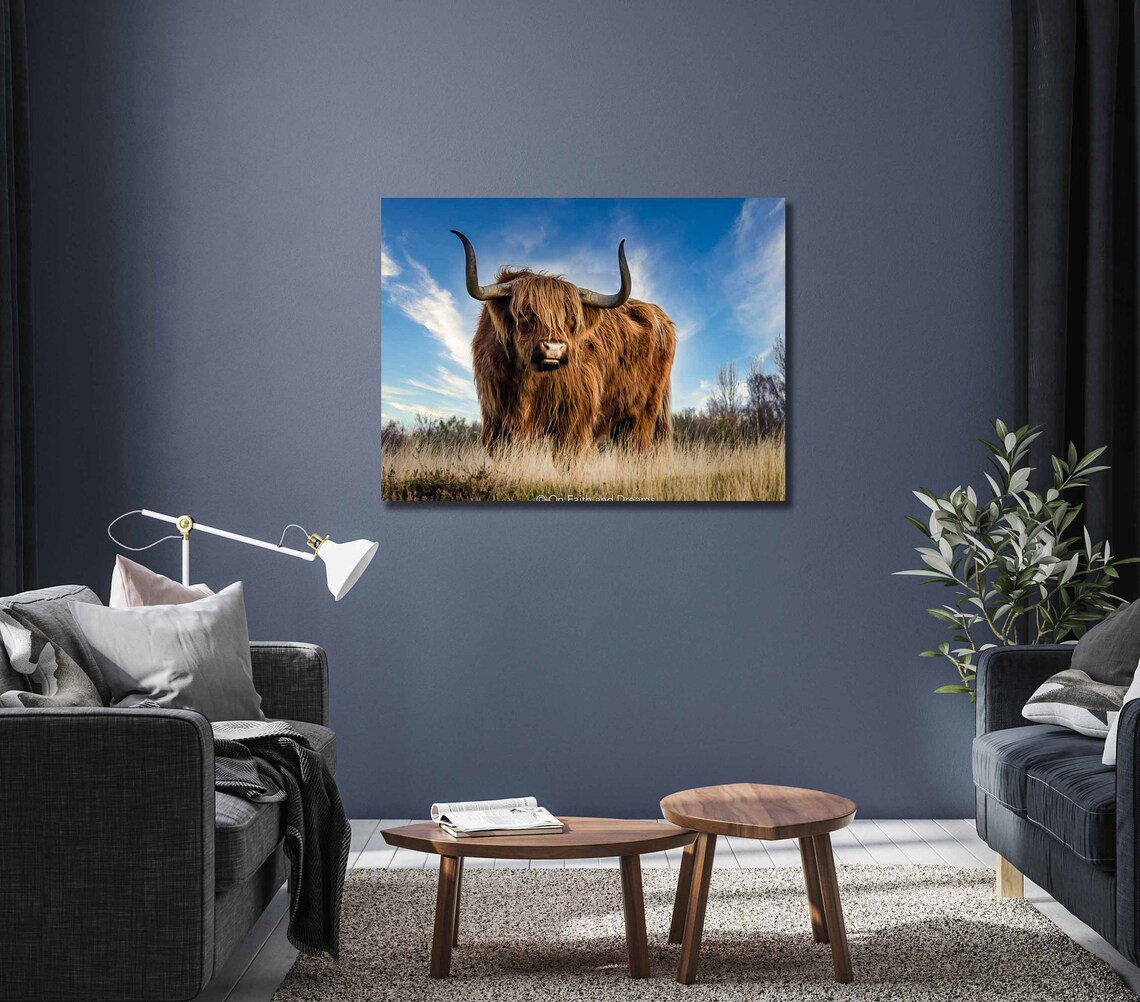 Highland Cow Canvas, Farmhouse Wall Decor, Highland Cow Photo Print, Scottish Cow Photo ...