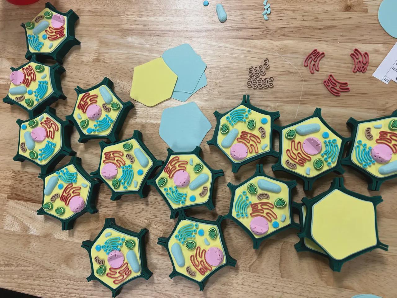 Plant Cell Model STL | 3D Printable Biology Education Set | Organelle ...