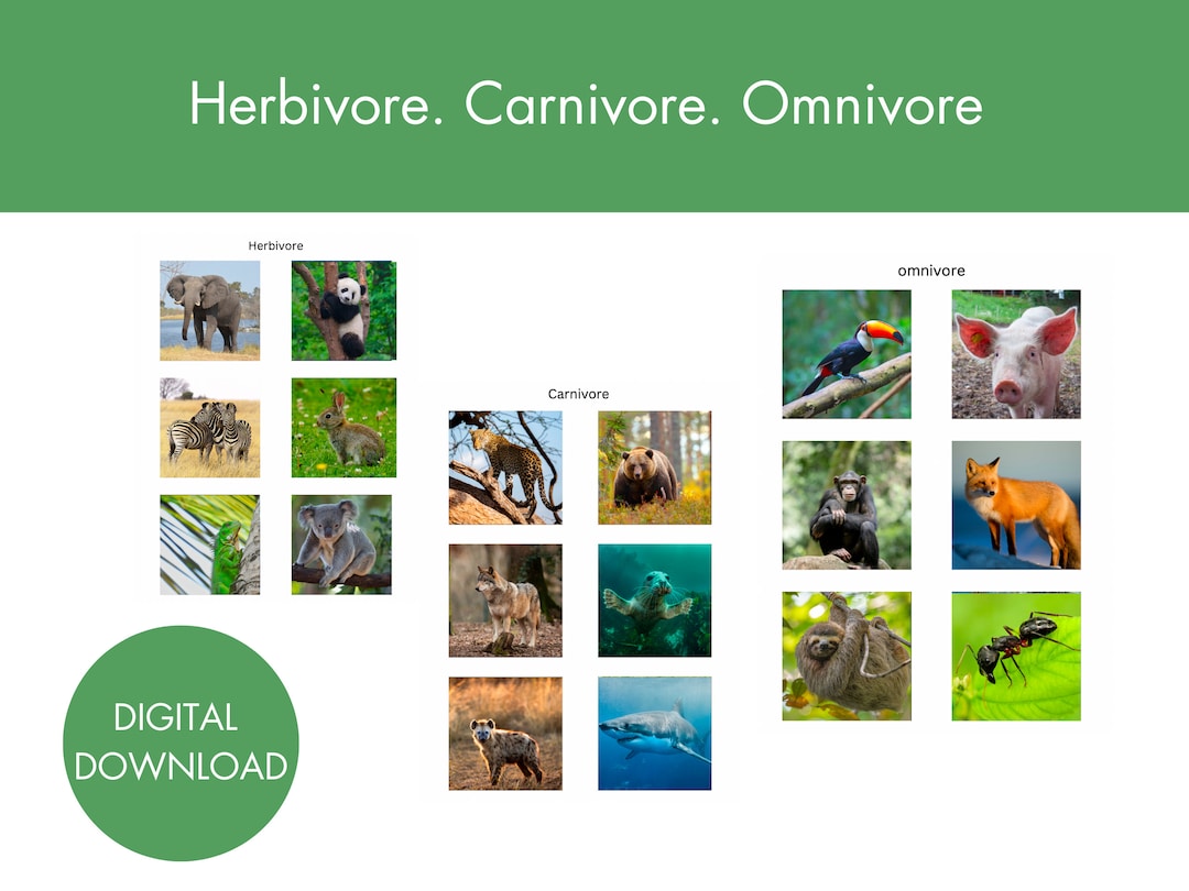 Herbivore, Carnivore and Omnivore | Montessori Sorting - Etsy