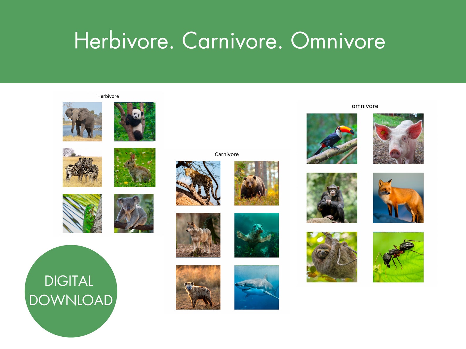 Herbivore, Carnivore and Omnivore | Montessori Sorting - Etsy