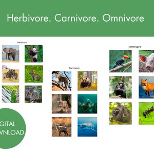 Herbivore, Carnivore and Omnivore | Montessori Sorting - Etsy