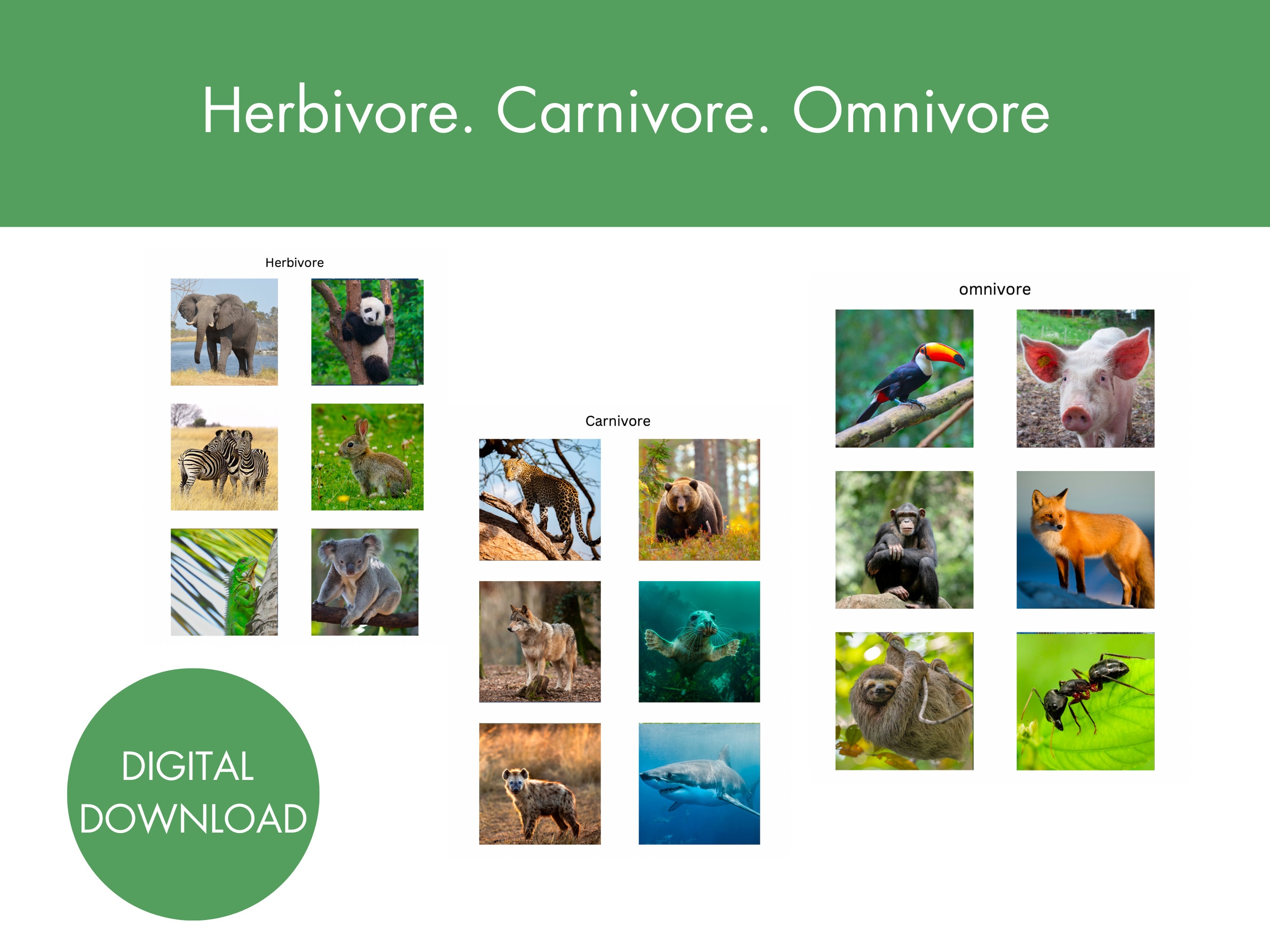 Herbivore, Carnivore and Omnivore | Montessori Sorting - Etsy