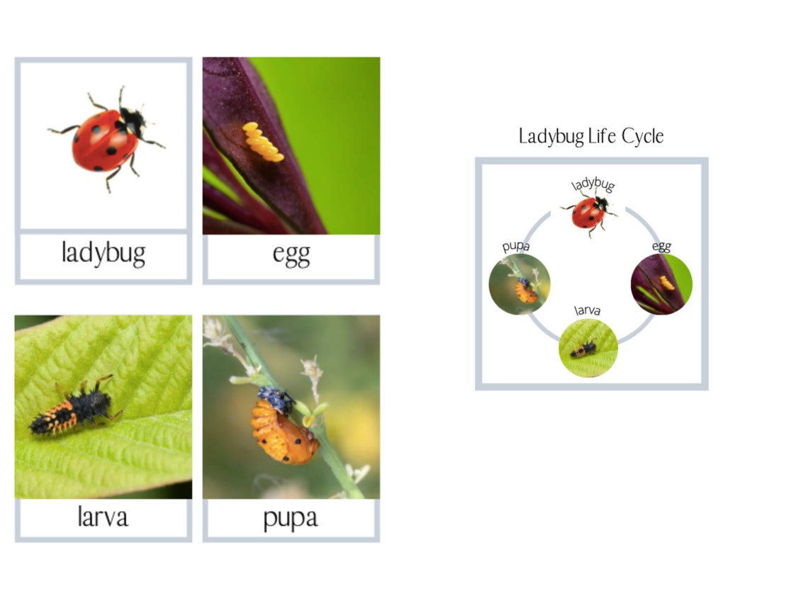 Life Cycle Bundle- Montessori 3 Part Cards - Etsy