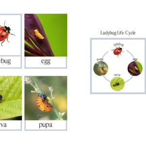 Life Cycle Bundle- Montessori 3 Part Cards - Etsy
