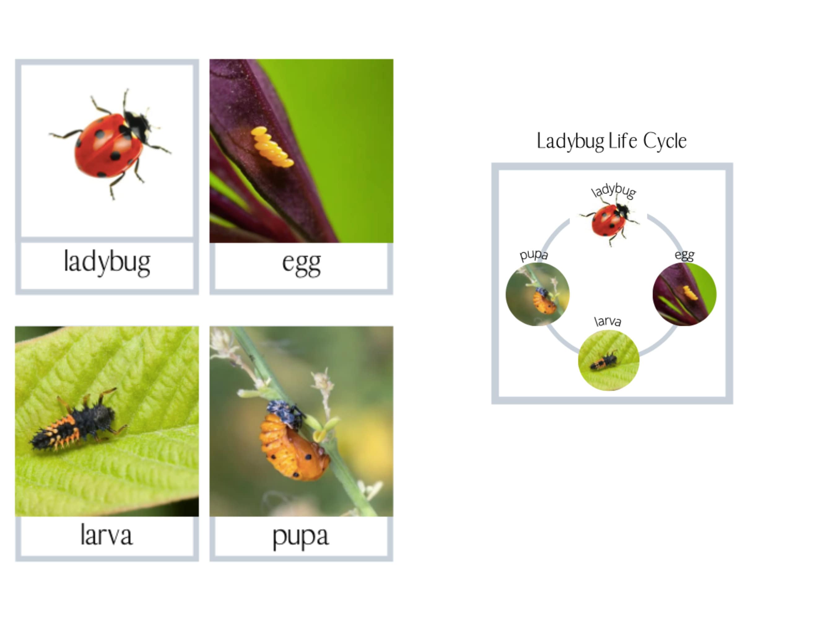 Life Cycle Bundle- Montessori 3 Part Cards - Etsy