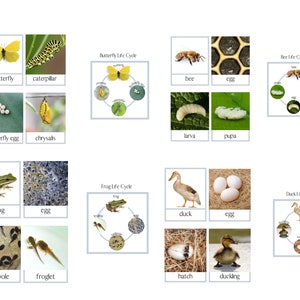 Life Cycle Bundle- Montessori 3 Part Cards - Etsy