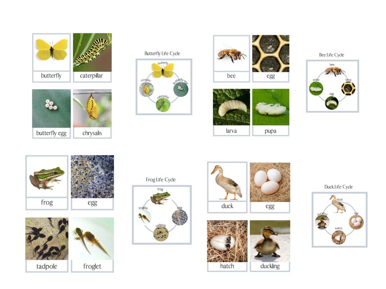 Life Cycle Bundle- Montessori 3 Part Cards - Etsy