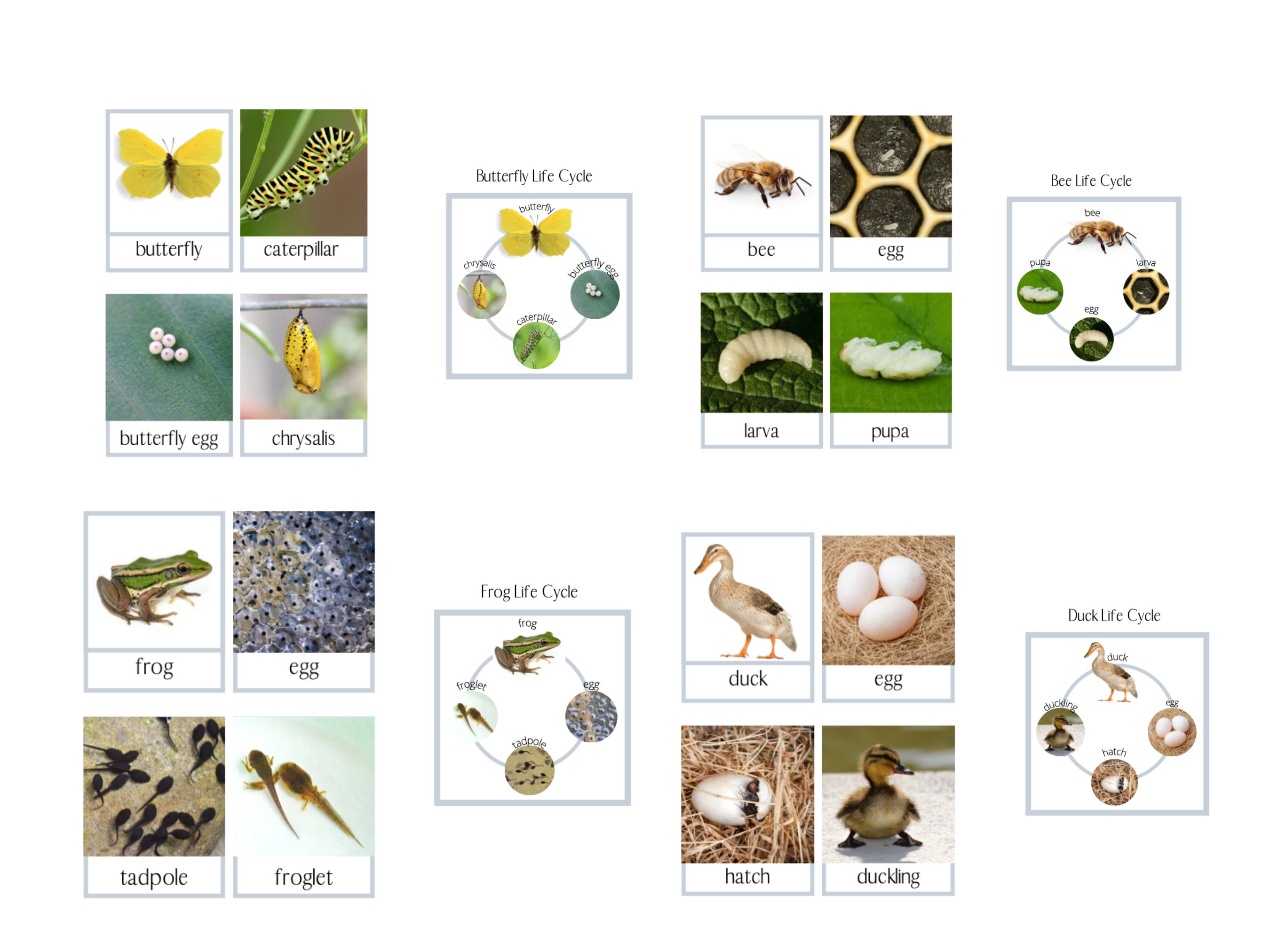 Life Cycle Bundle- Montessori 3 Part Cards - Etsy