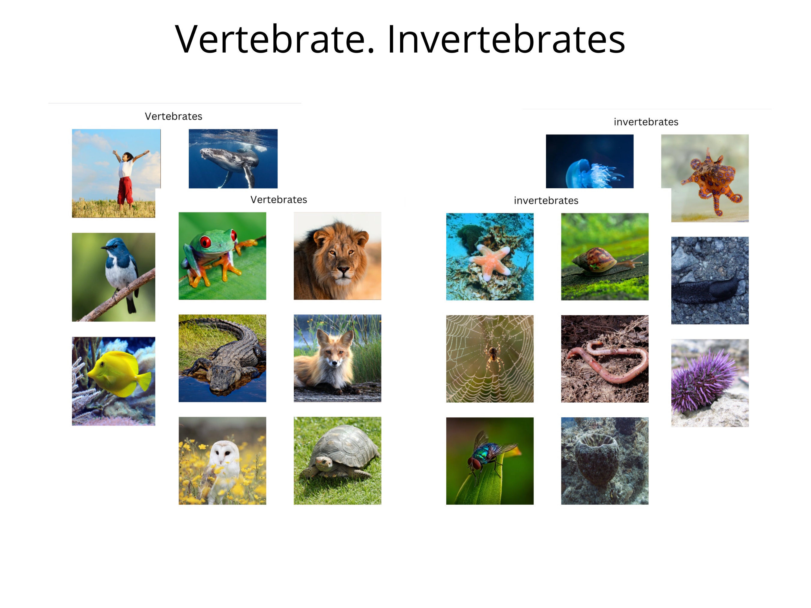 Vertebrate and Invertebrate Montessori Sorting Cards - Etsy
